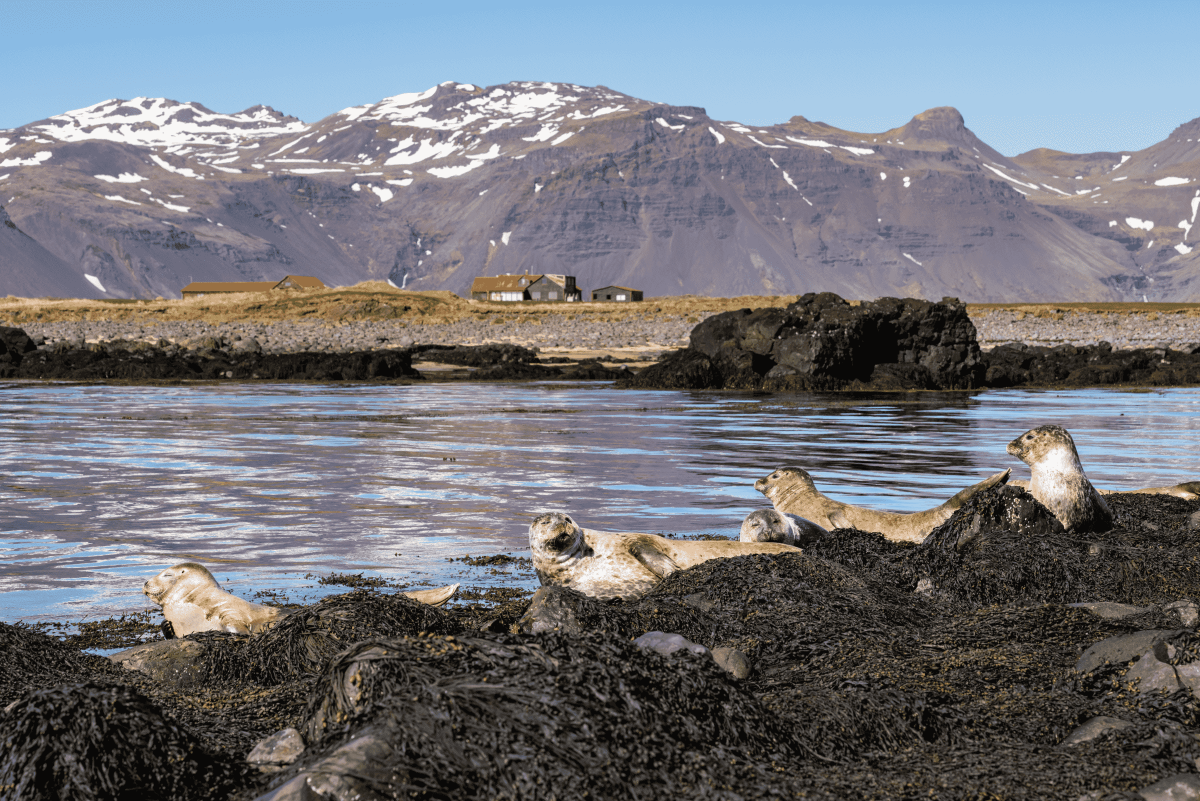 Islands Tierwelt erleben - Verantwortungsvolle Wildtierbeobachtung