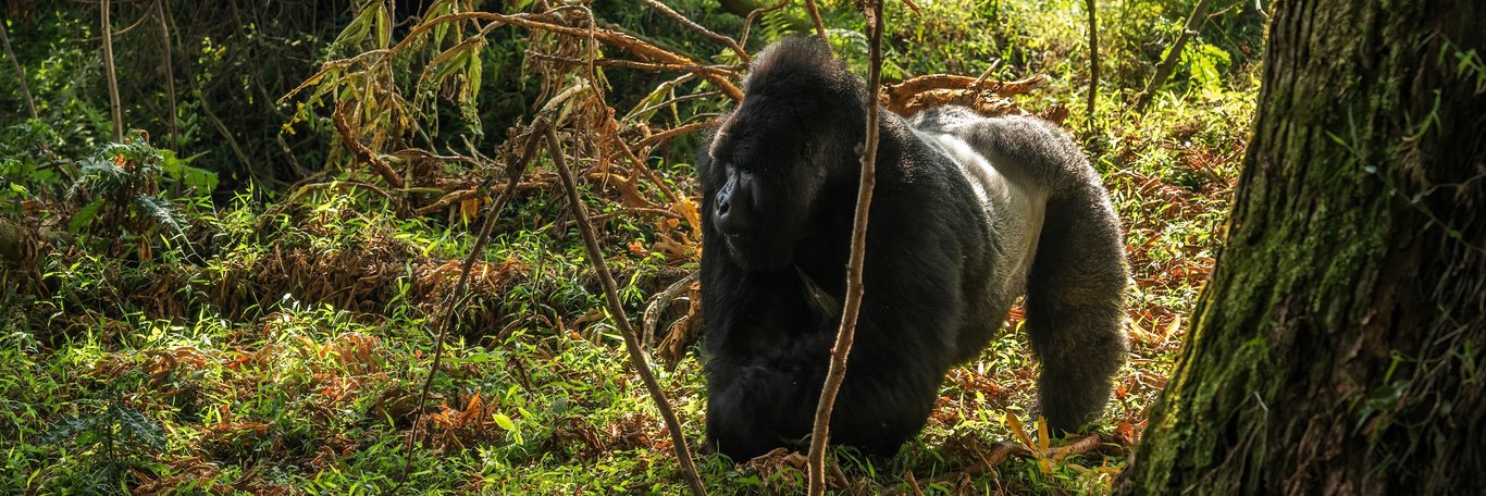 Ruanda erleben: Natur, Kultur und Gorillas | Ruanda-Erlebnisreise (14 T.)