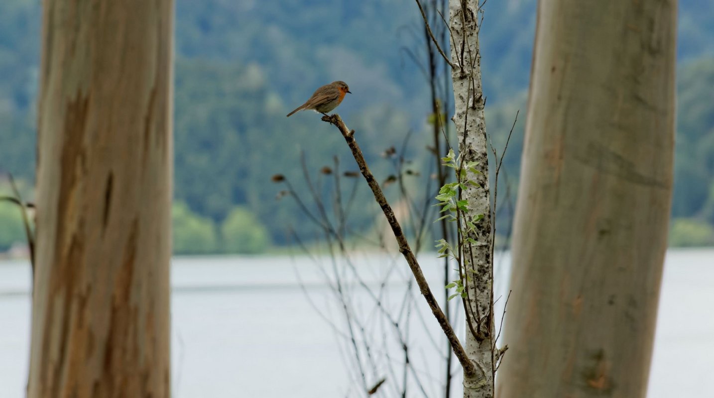 Tiere der Azoren - Welche endemischen Vögel & Wale gibt es? | Blog