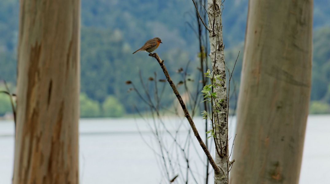 Tiere der Azoren - Welche endemischen Vögel & Wale gibt es? | Blog
