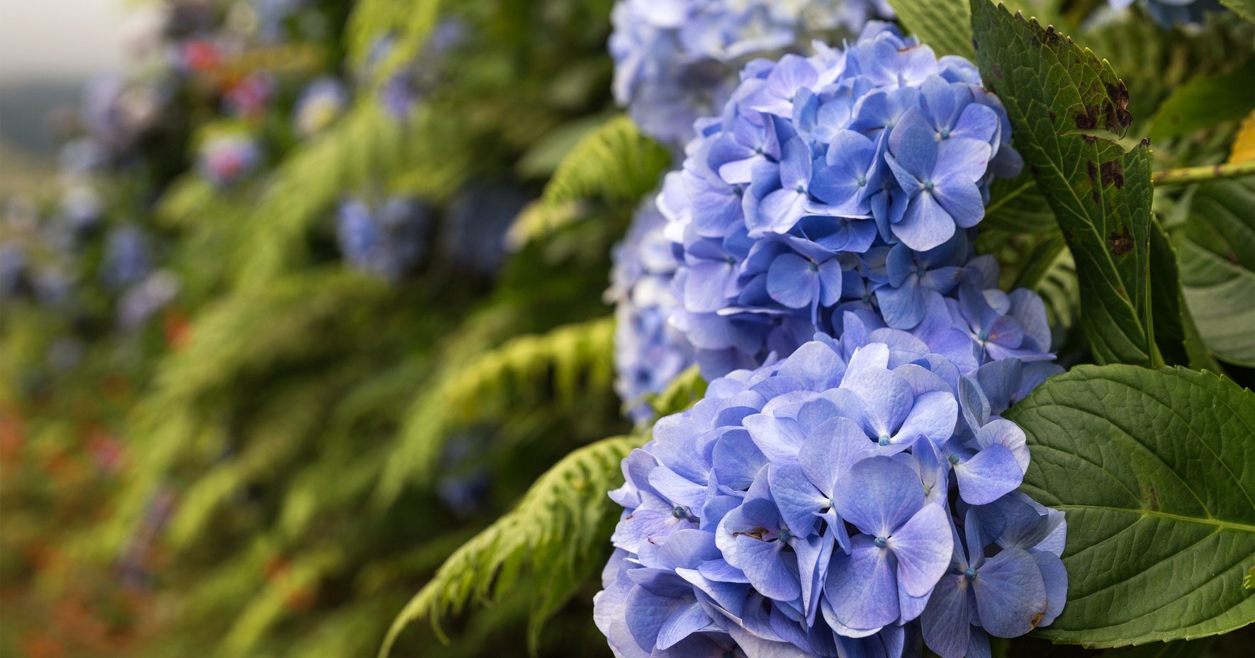 Welche Bedeutung hat der Azores-Day für die Azoren? | Blog