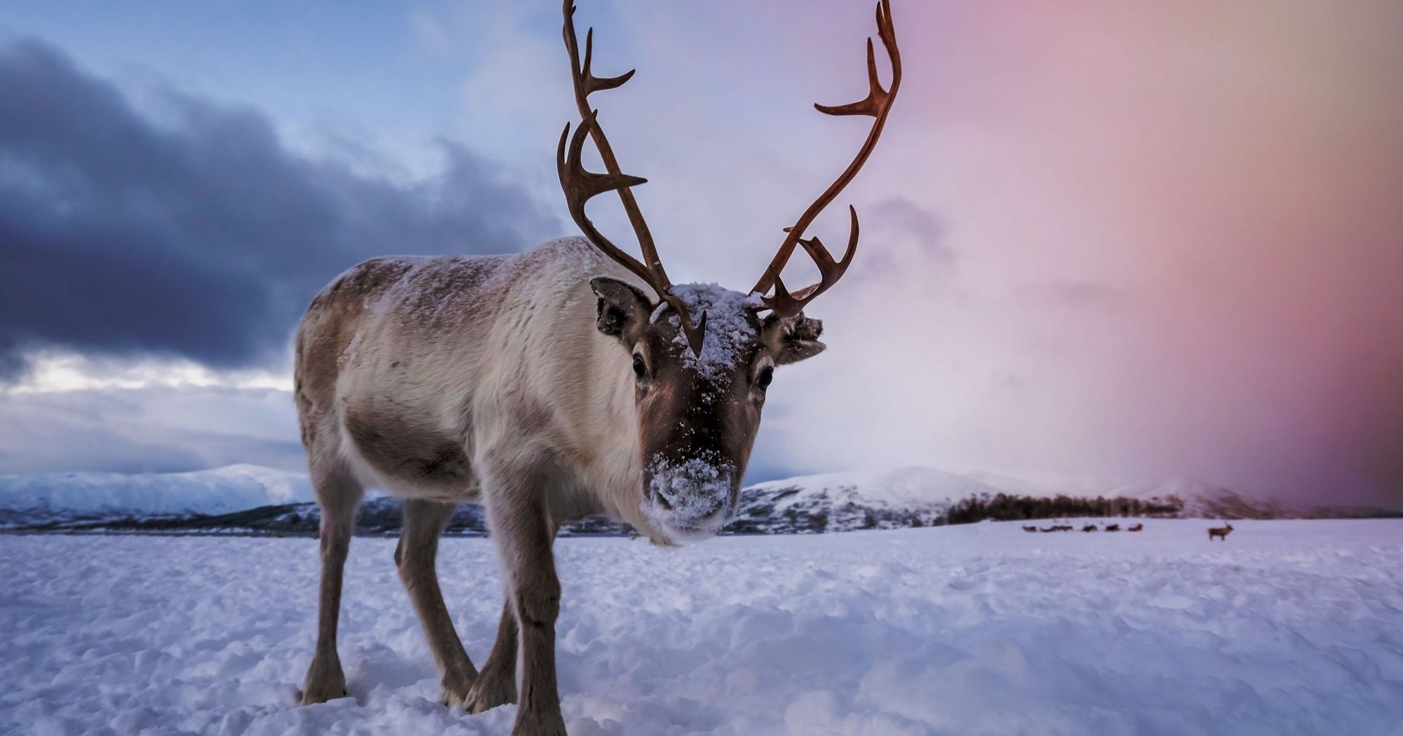 Wo kann man in Norwegen Rentiere sehen? - Blogbeitrag